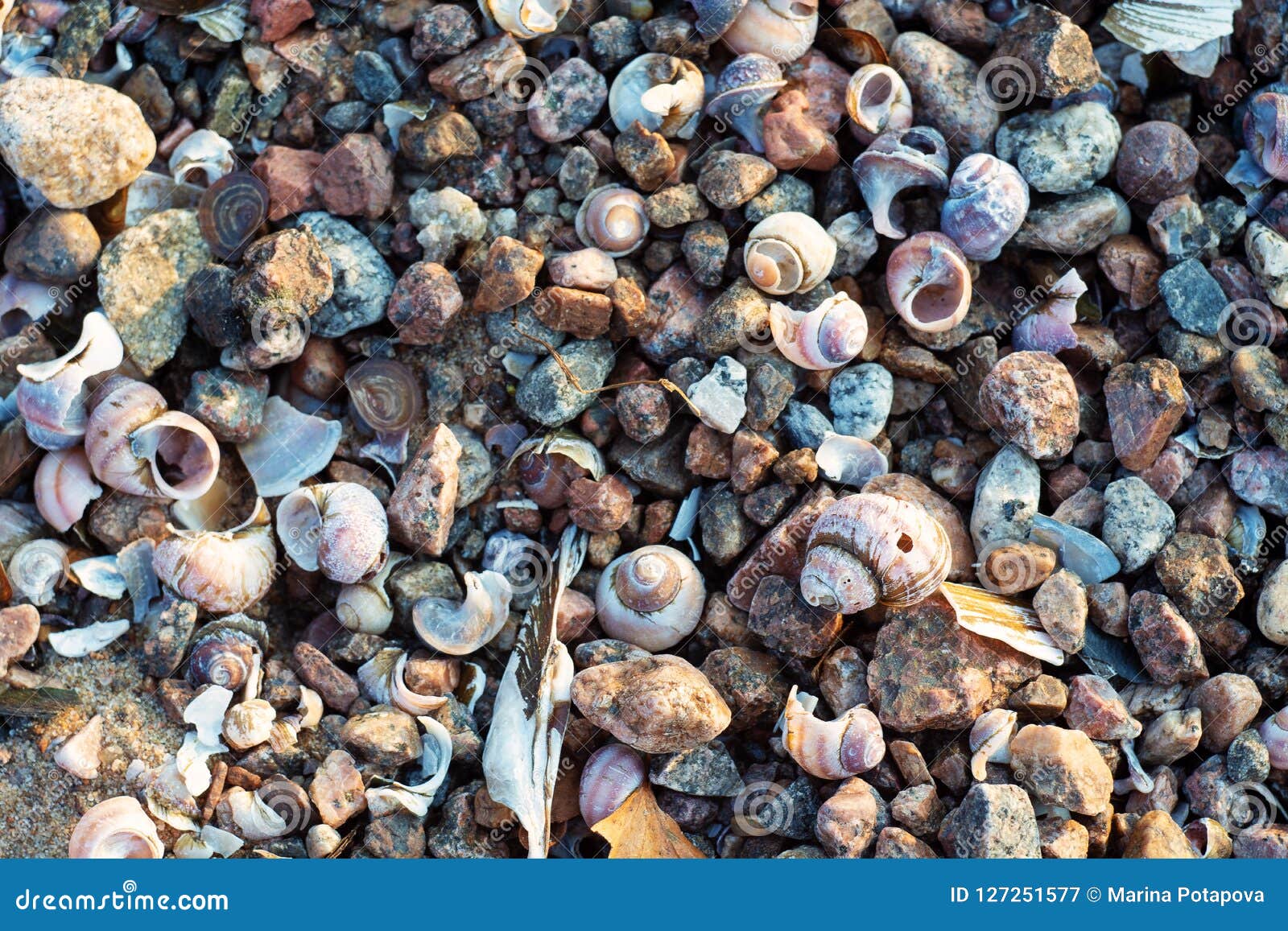 Sea Shore Texture Background with Little Stones and Shells in Light of ...