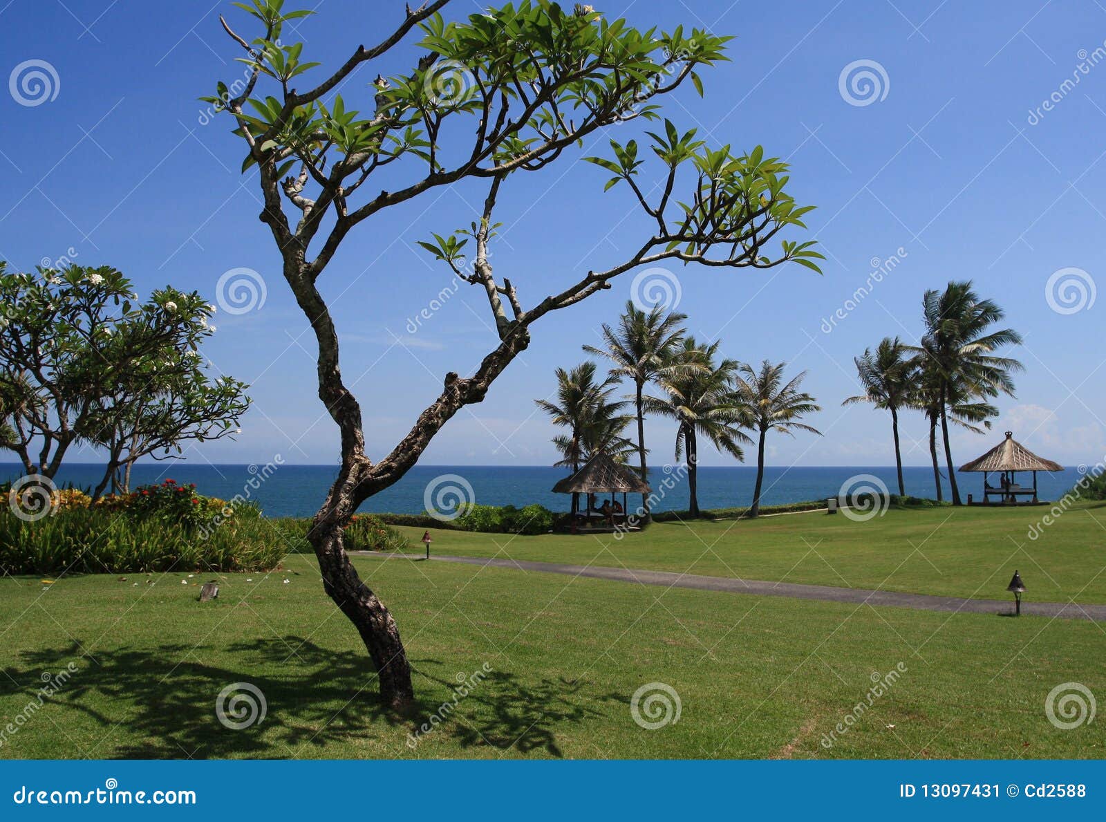 Sea shore tree stock image. Image of bali, java, shore - 13097431