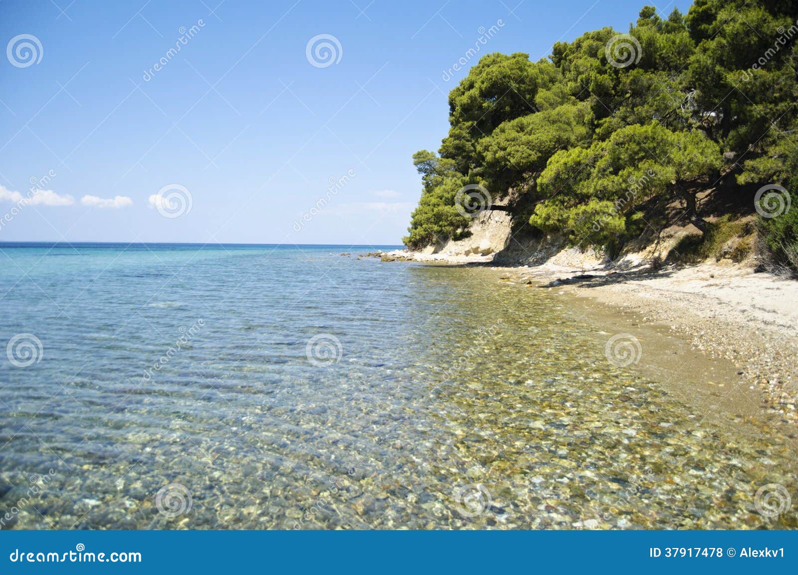Sea shore with trees above stock photo. Image of flora - 37917478