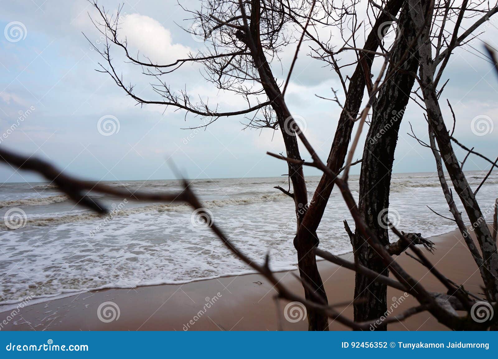 Sea shore and trees stock photo. Image of summer, beach - 92456352