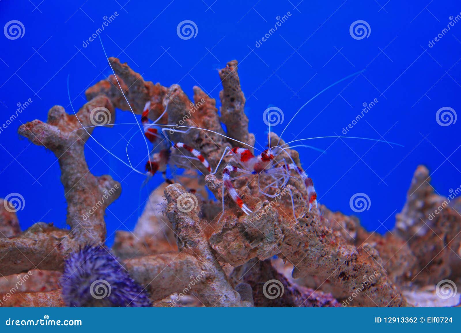 Sea Shrimp stock photo. Image of close, animal, aquarium - 12913362
