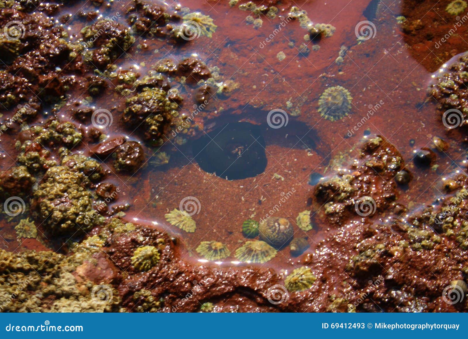 Sea side with slime in stock image. Image of rain, flower - 69412493