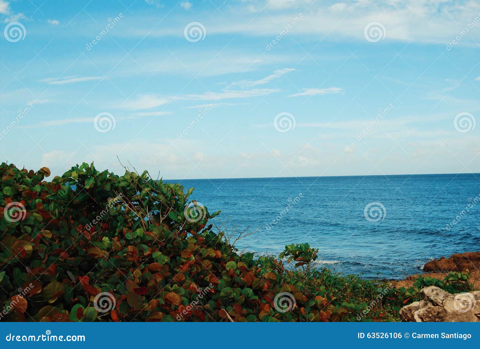 By the Sea stock photo. Image of ocean, nature, leaves - 63526106