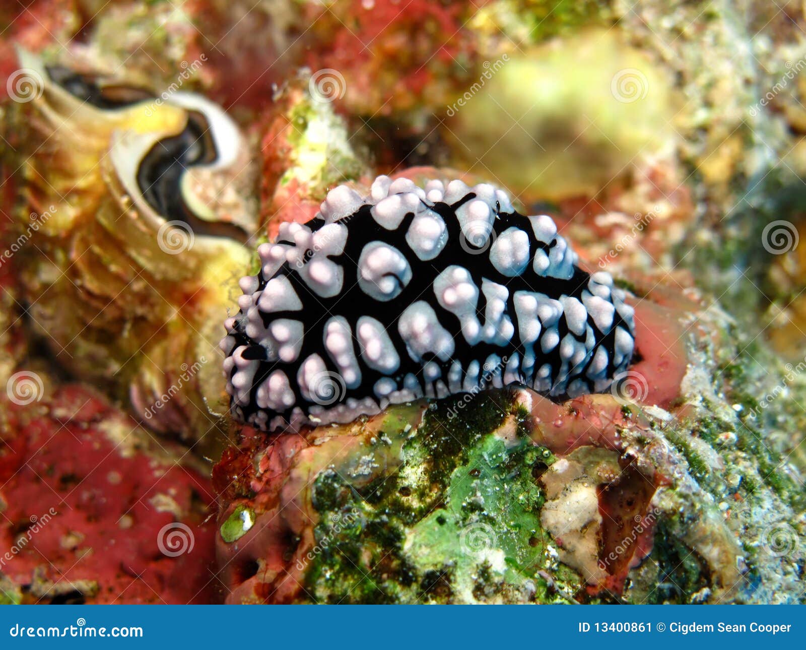 Pustulose Wart Slug Nudibranch On Coral Reef Stock Photo ...