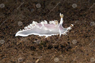 Sea Slug stock photo. Image of life, invertebrate, wilderness - 27491978