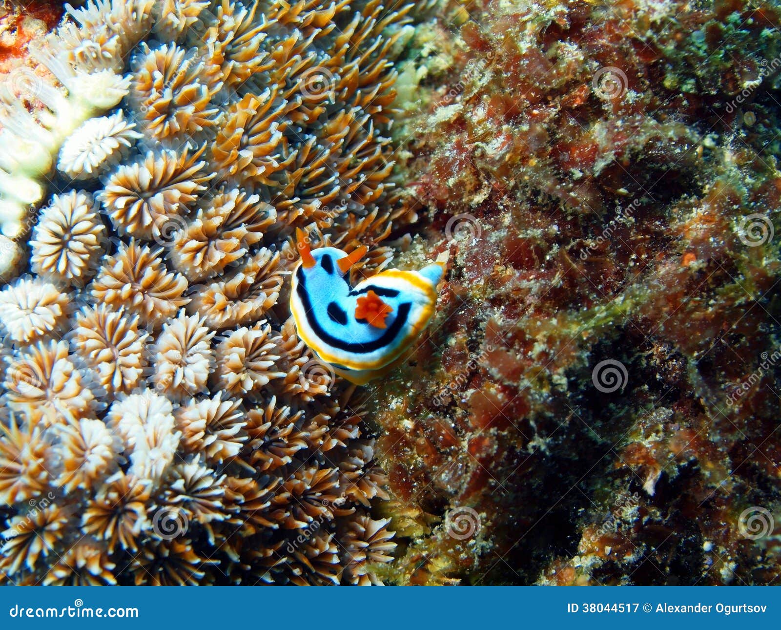 Sea slug stock image. Image of fish, organism, animal - 38044517