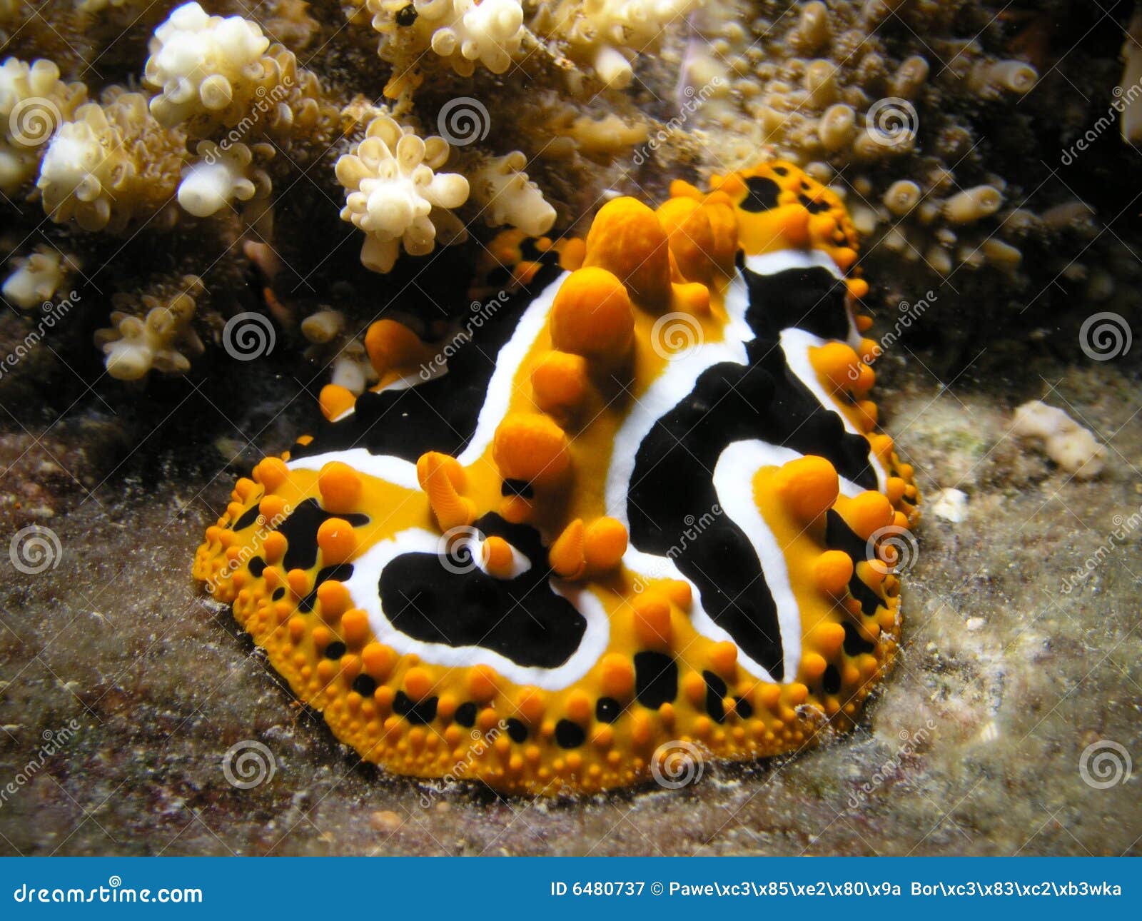 Sea Slug stock image. Image of coral, deep, ocean, exploration - 6480737