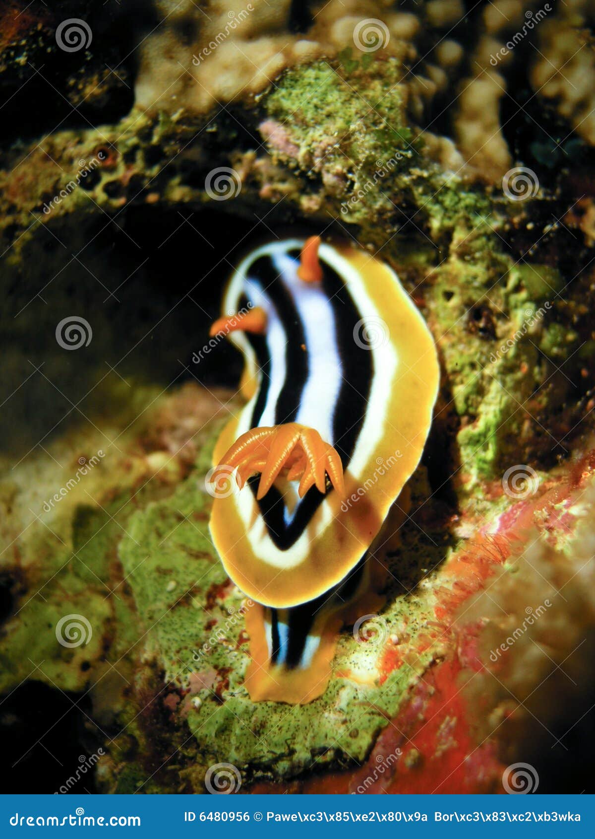 Sea Slug stock photo. Image of coral, exploration, life - 6480956