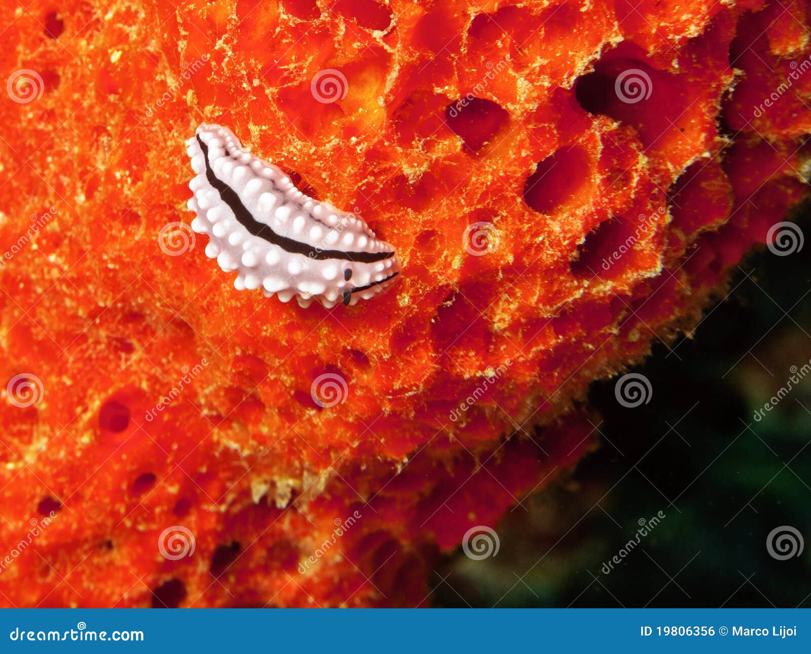 Sea Slug from Maldivian Reef Stock Photo - Image of little, tropic ...