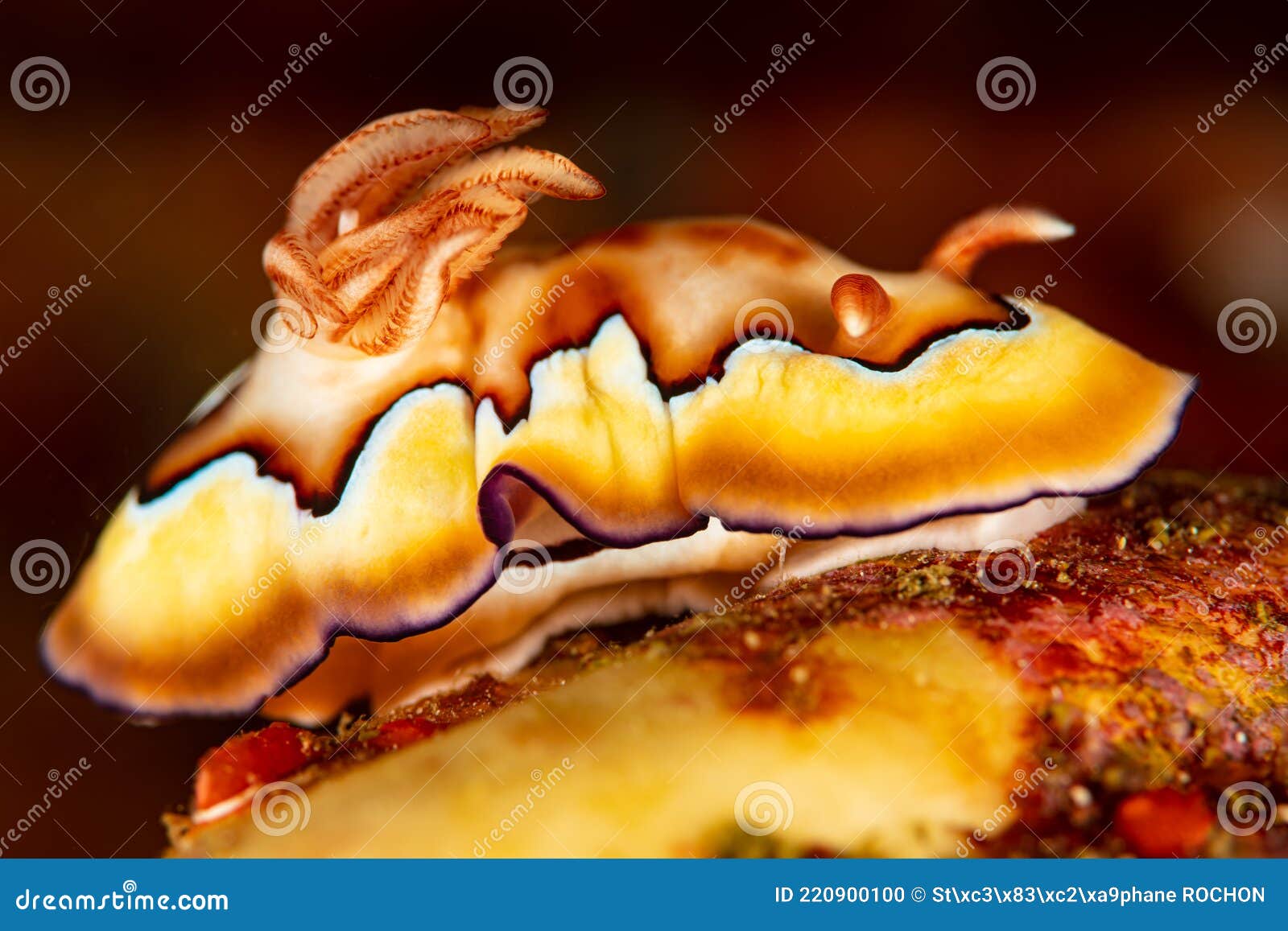 Sea Slug Or Nudibranch (Nembrotha Purpureo Lineata) In The Filipino Sea ...