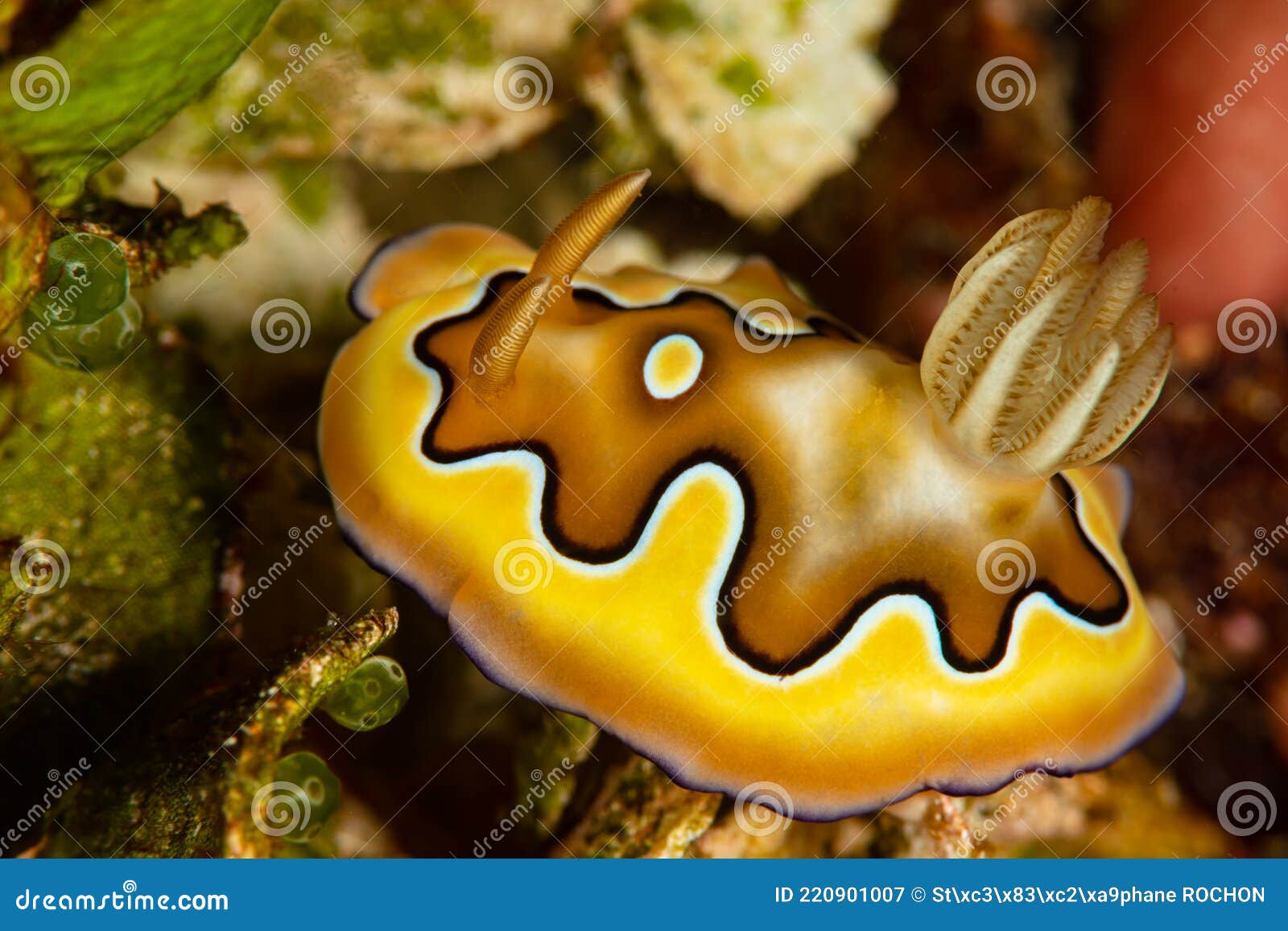 Sea Slug Or Nudibranch (Nembrotha Purpureo Lineata) In The Filipino Sea ...