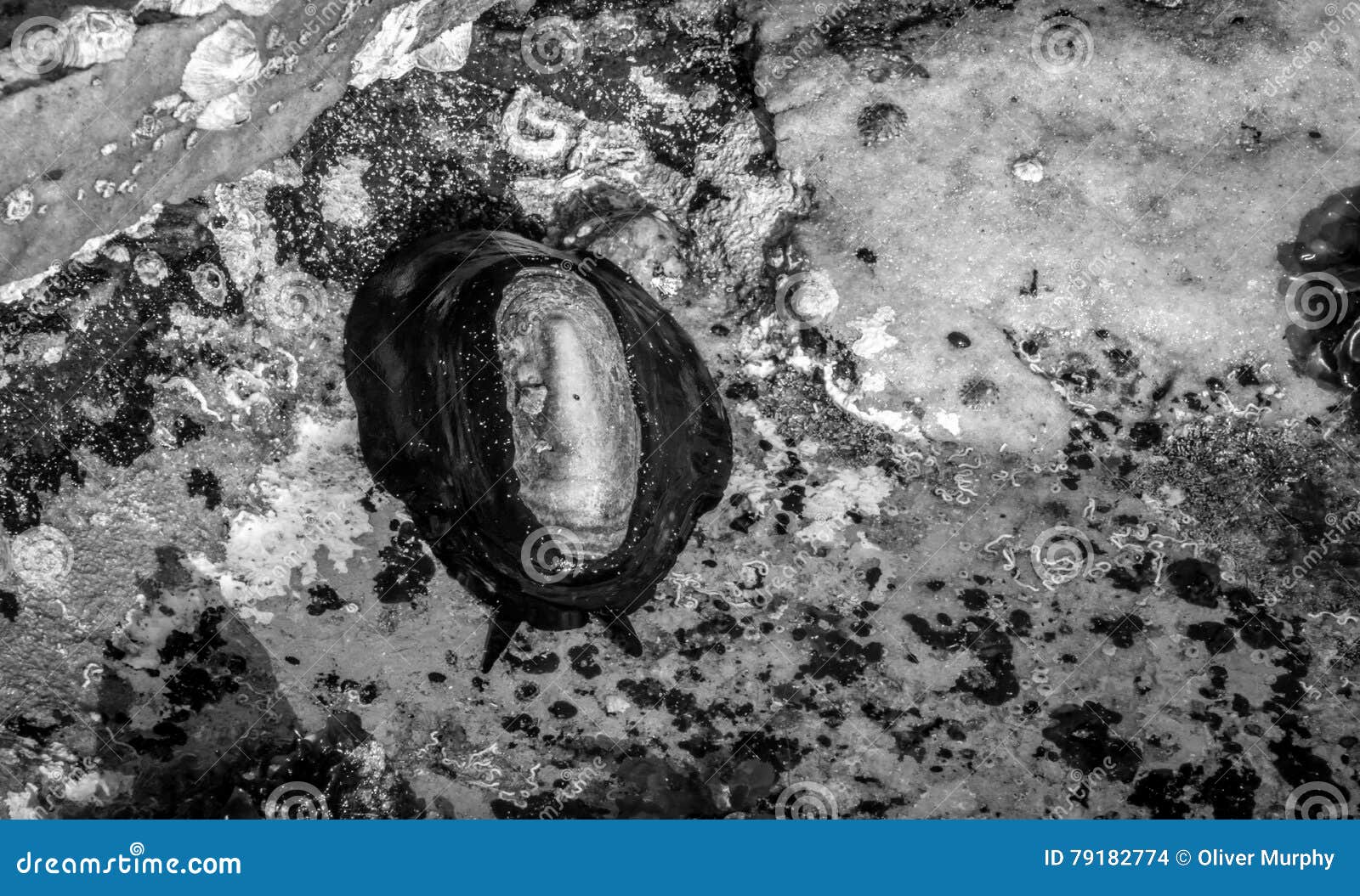 Sea slug on the rocks stock photo. Image of slug, water - 79182774