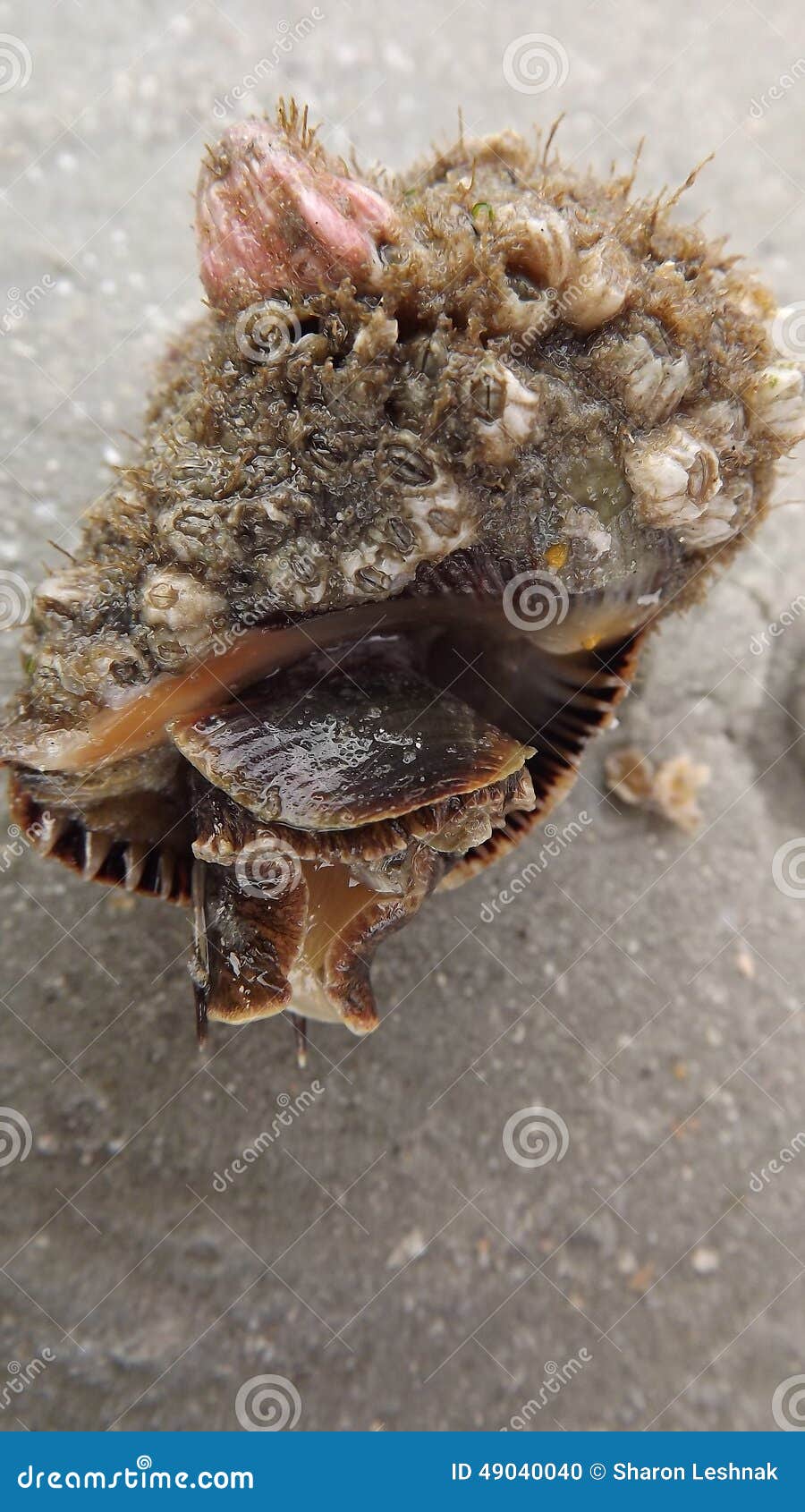 Sea Slug stock photo. Image of barnacles, slug, shell - 49040040