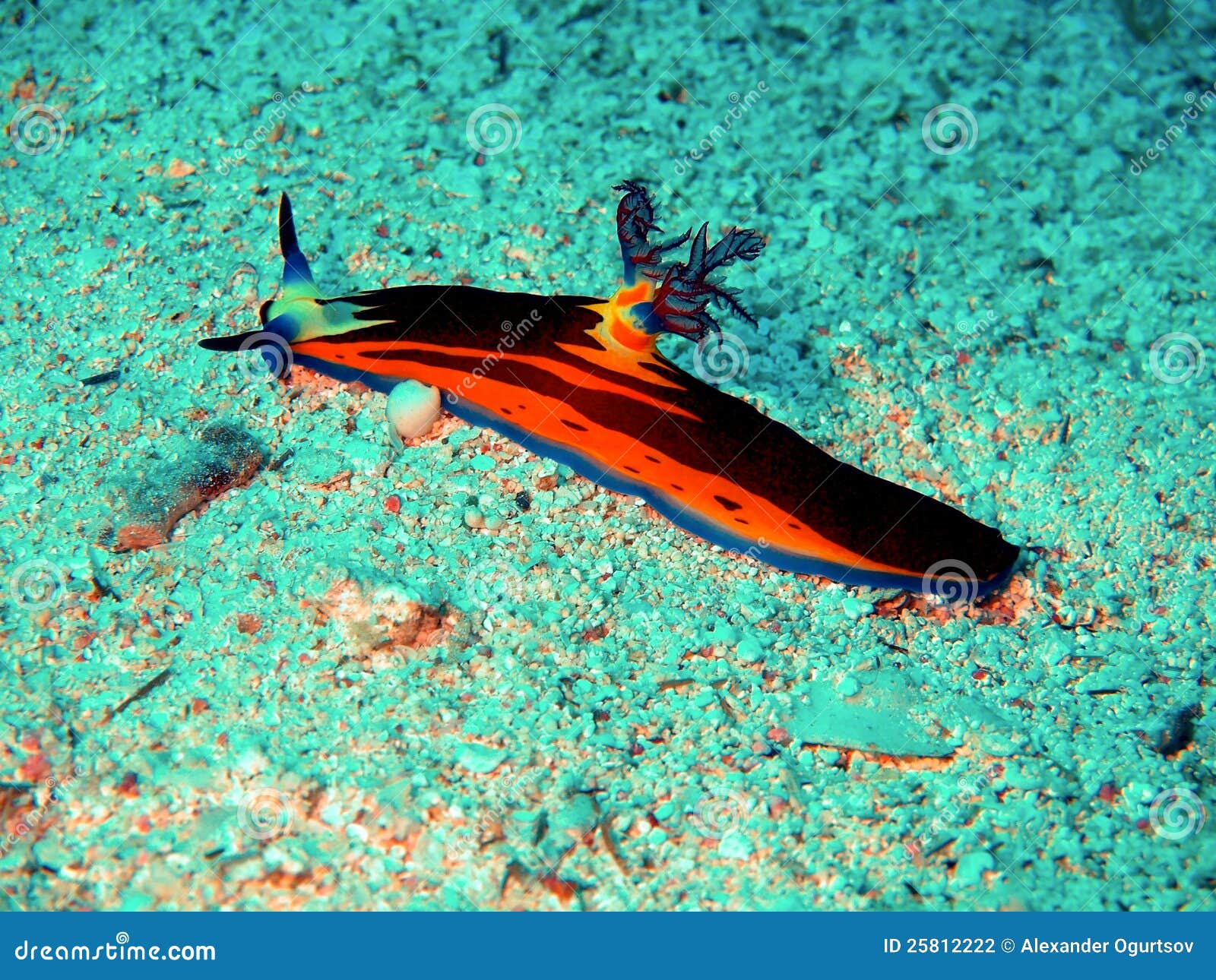 Sea slugs of the Red sea stock photo. Image of fish, coral - 25812222