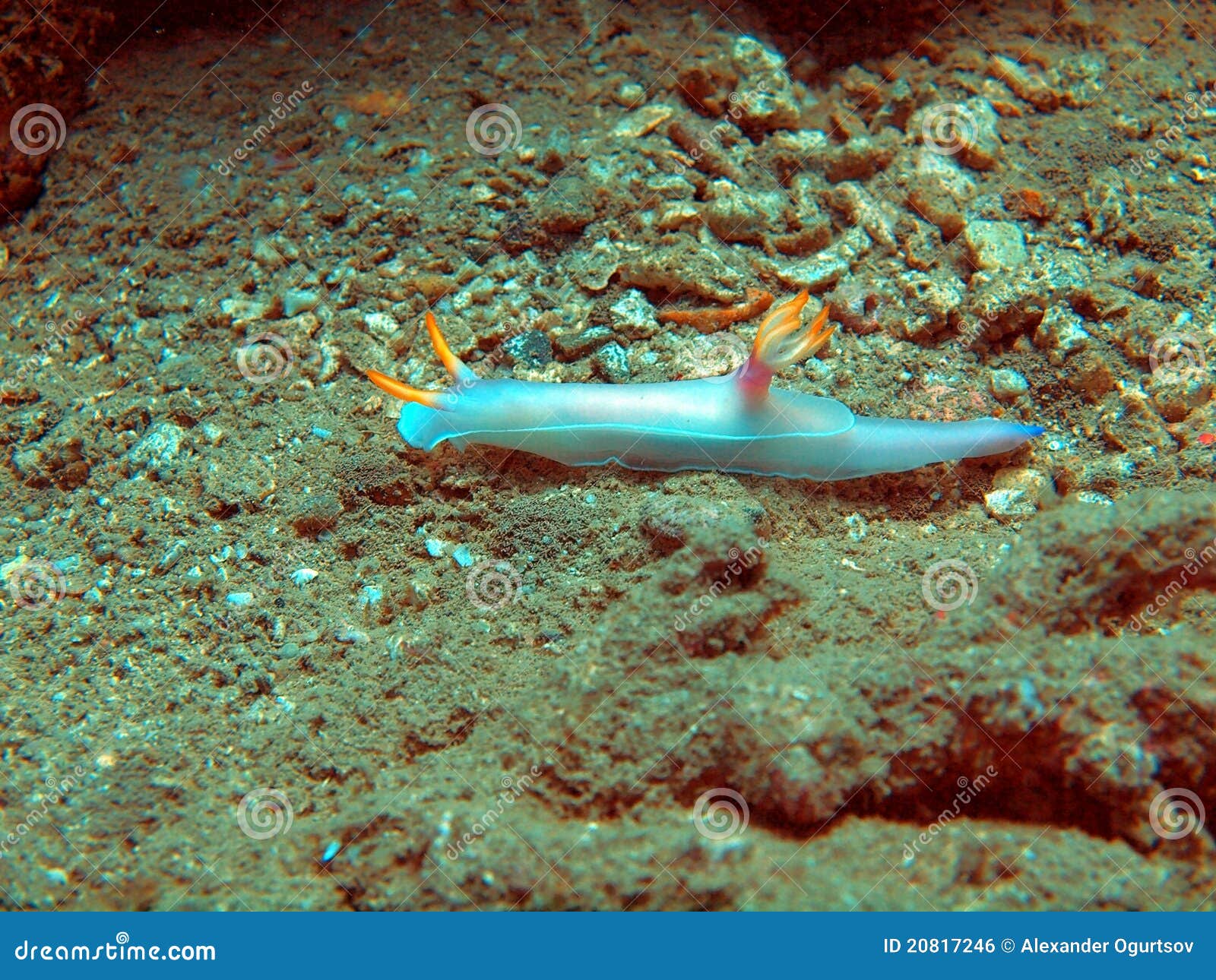 Sea Slugs of the South-Chinese Sea Stock Photo - Image of water, slug ...