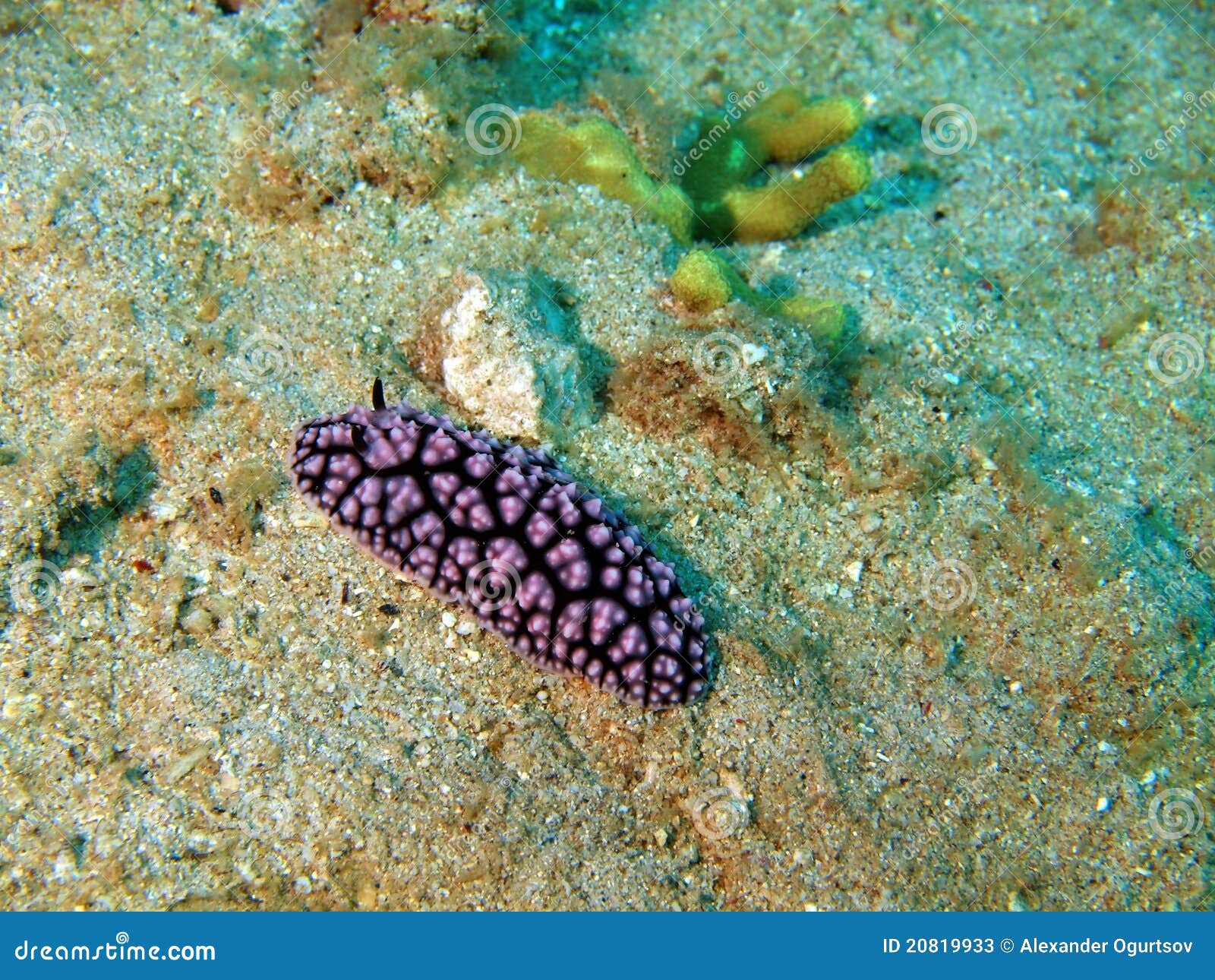 Sea Slugs of the South-Chinese Sea Stock Image - Image of organism ...