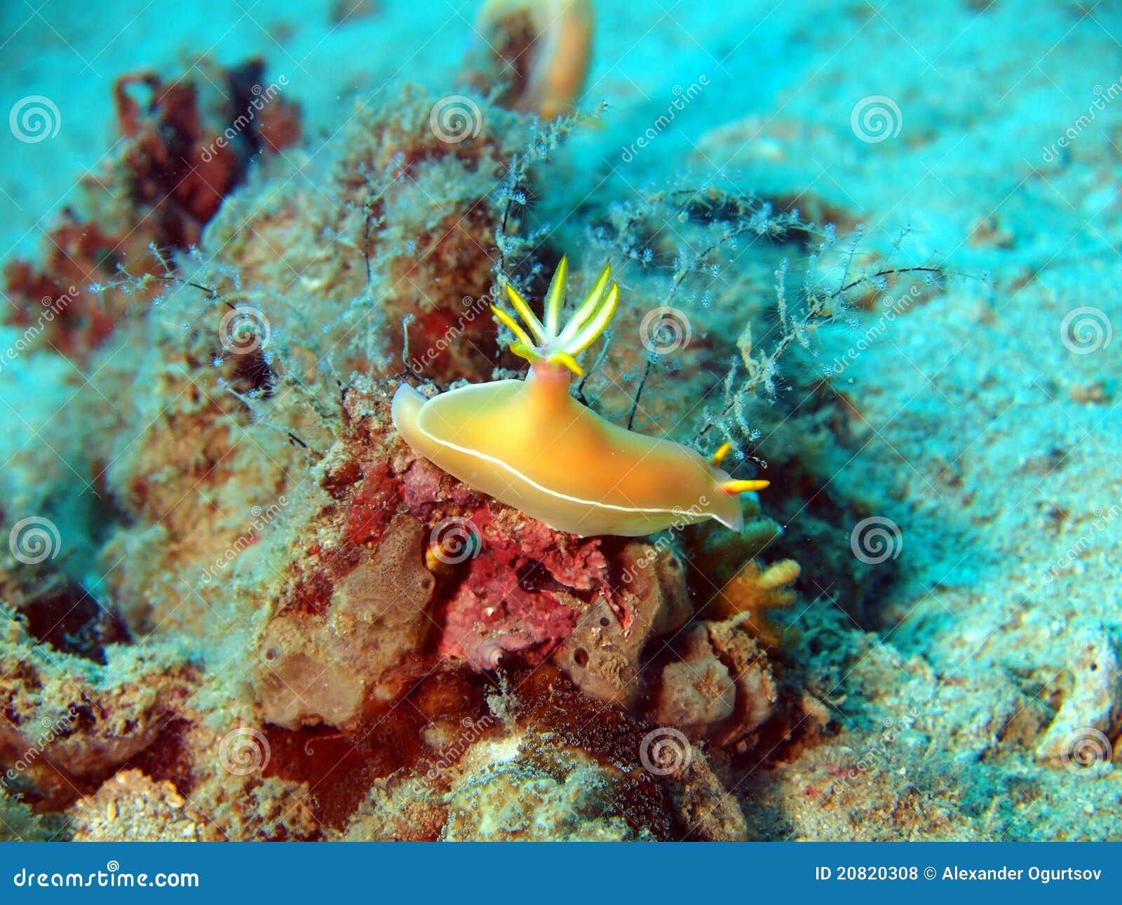 Sea Slugs of the South-Chinese Sea Stock Photo - Image of reef, animals ...
