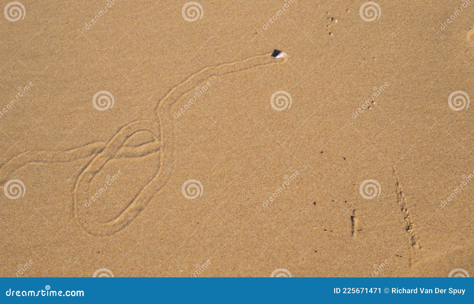 Sea Slugs Make Patterns in the Sand Stock Image - Image of patterns ...