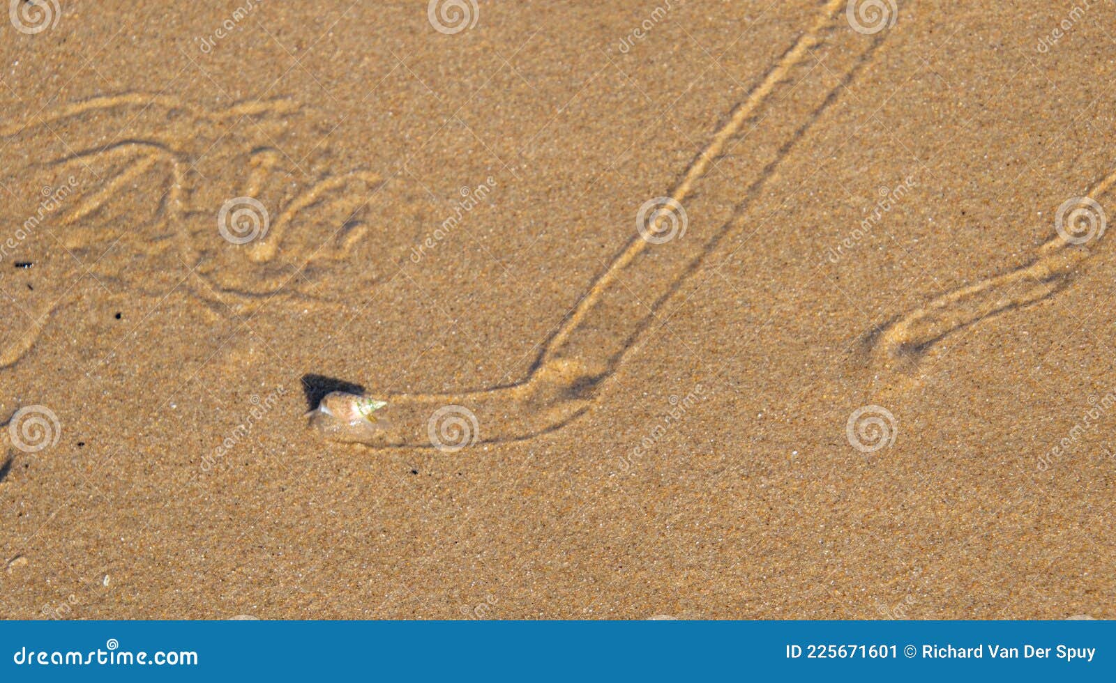 Sea Slugs Make Patterns in the Sand Stock Image - Image of travel, road ...