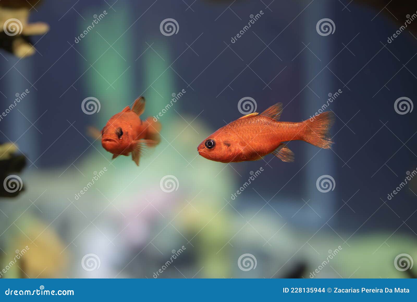 Sea small red fish stock photo. Image of adult, black - 228135944