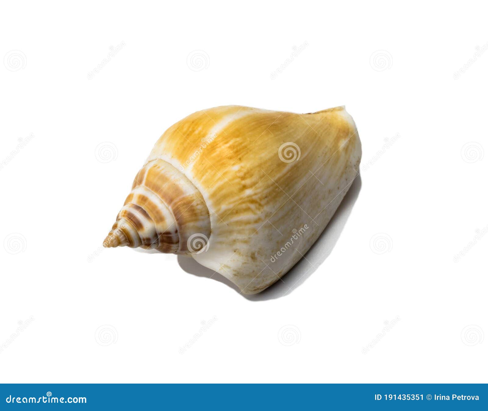 Sea Smooth Yellow Shell on a White Background Stock Image - Image of ...