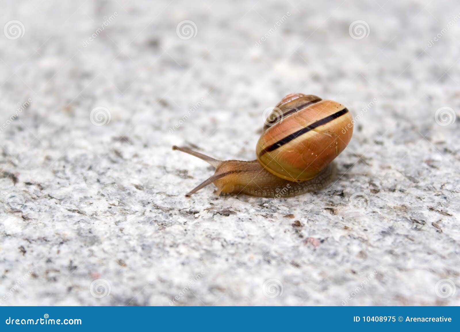 Sea Snail stock image. Image of disgusting, helix, mucus - 10408975