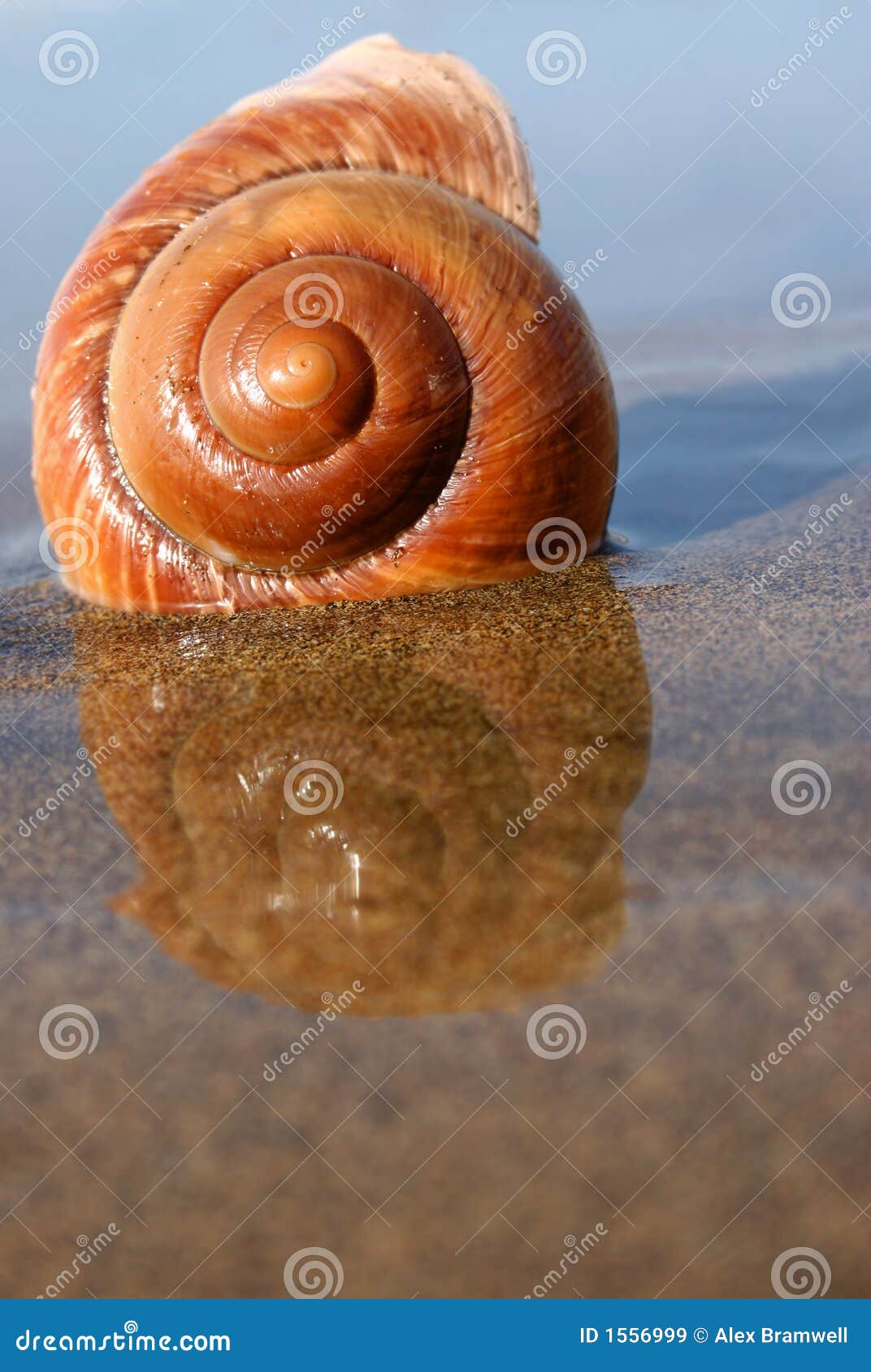 Sea Snail stock image. Image of shell, conch, life, golden - 1556999