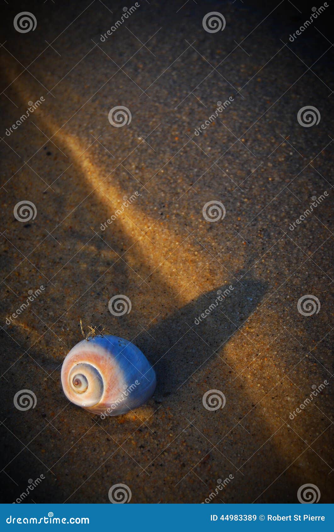 Sea Snail on the Beach stock image. Image of beach, marine - 44983389