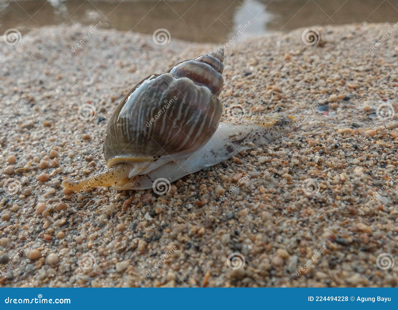 Sea snail on beach sand stock photo. Image of organism - 224494228