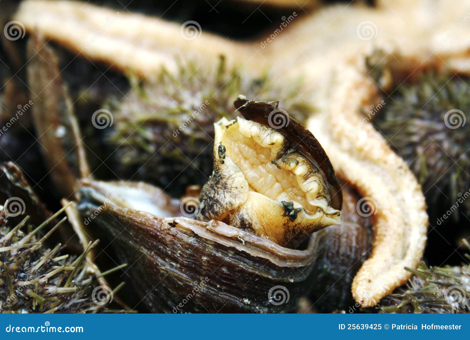 Sea-snail Coming Out of Shell Stock Image - Image of seashell, alive ...