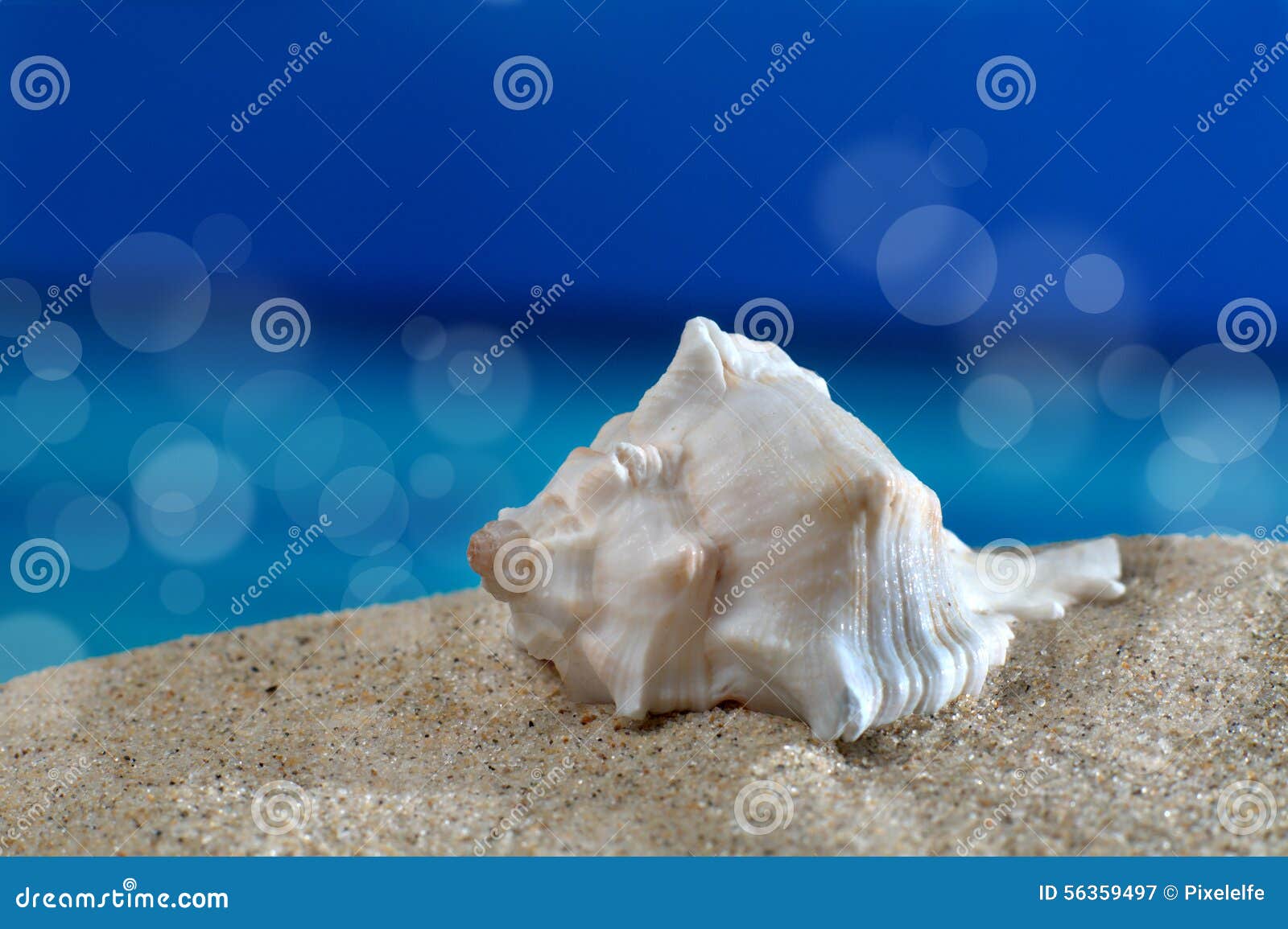 Sea snail stock image. Image of south, sunspots, beaches - 56359497