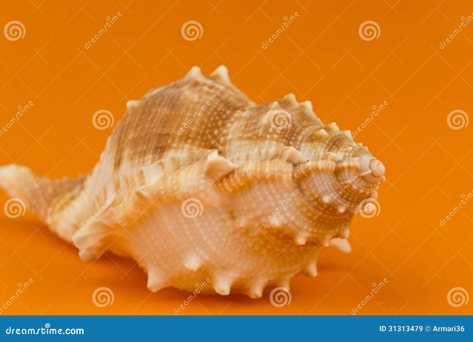 Sea Snail on Orange Background Stock Image - Image of object, white ...