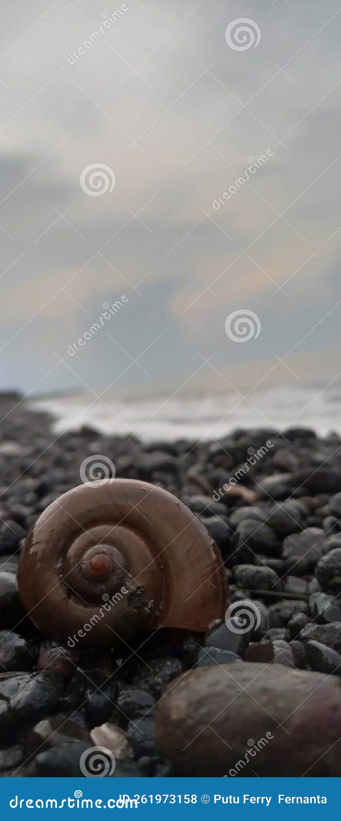 Sea snail. Sea. Snail.rock stock photo. Image of snow - 261973158