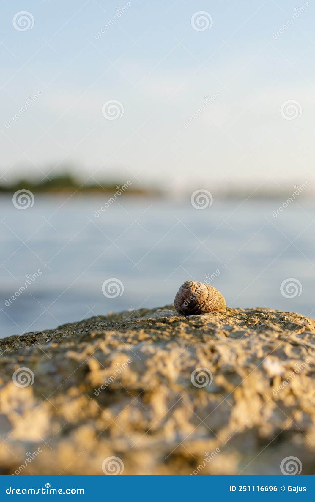 Sea snail on the rock stock photo. Image of background - 251116696
