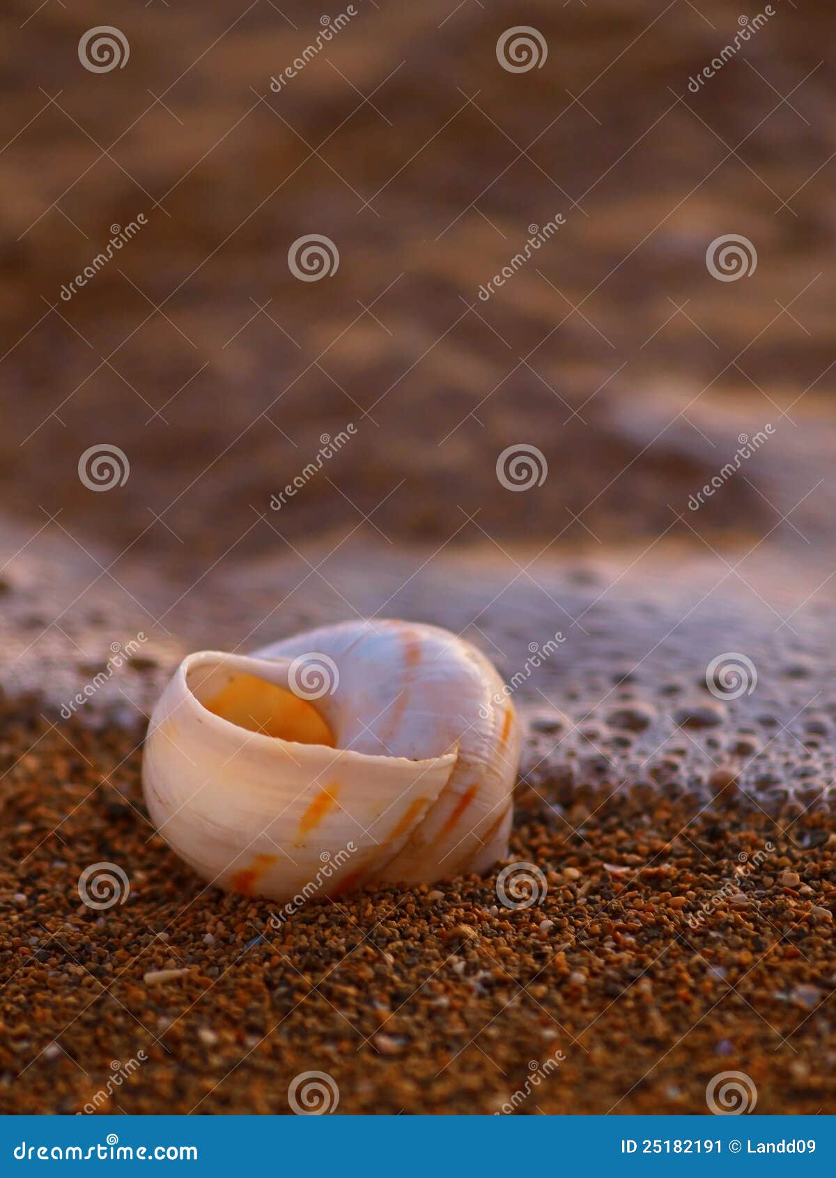 Sea snail at sandy beach stock image. Image of coast - 25182191
