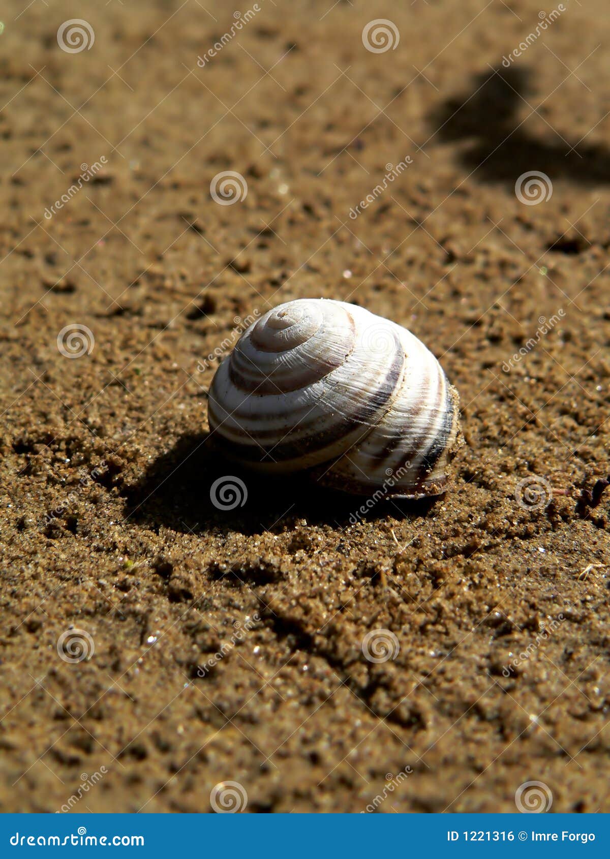 Sea snail shell stock photo. Image of seaside, conch, summer - 1221316