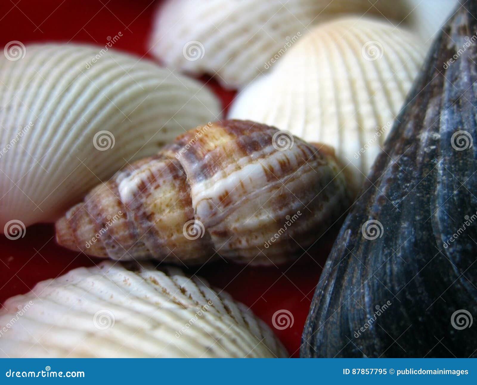 Sea-snail-shell Picture. Image: 87857795