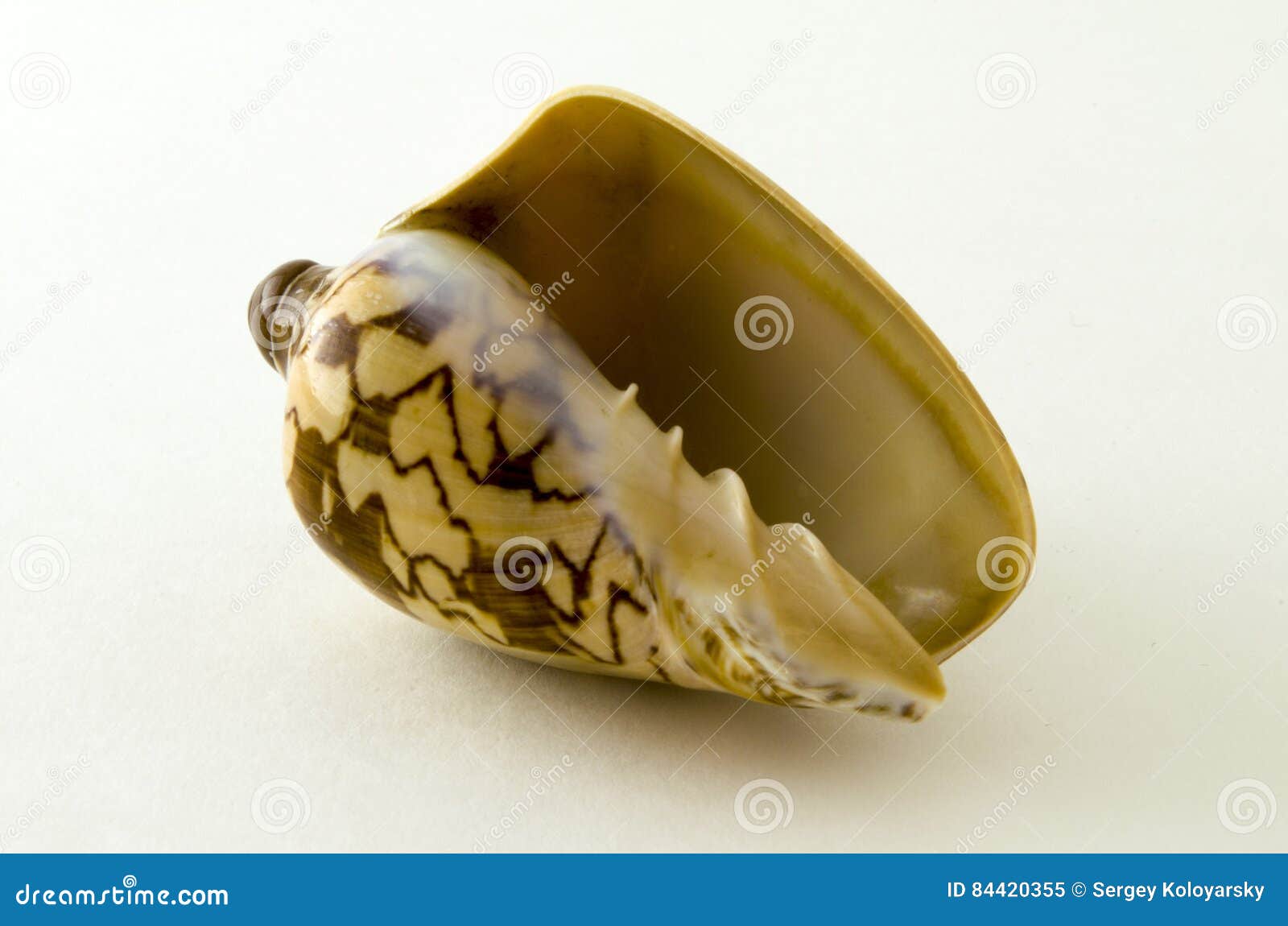 Sea snail shell. stock image. Image of waves, animal - 84420355