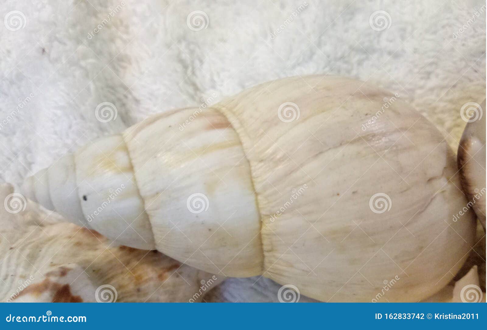 Sea snail shell stock photo. Image of marine, ornamental - 162833742