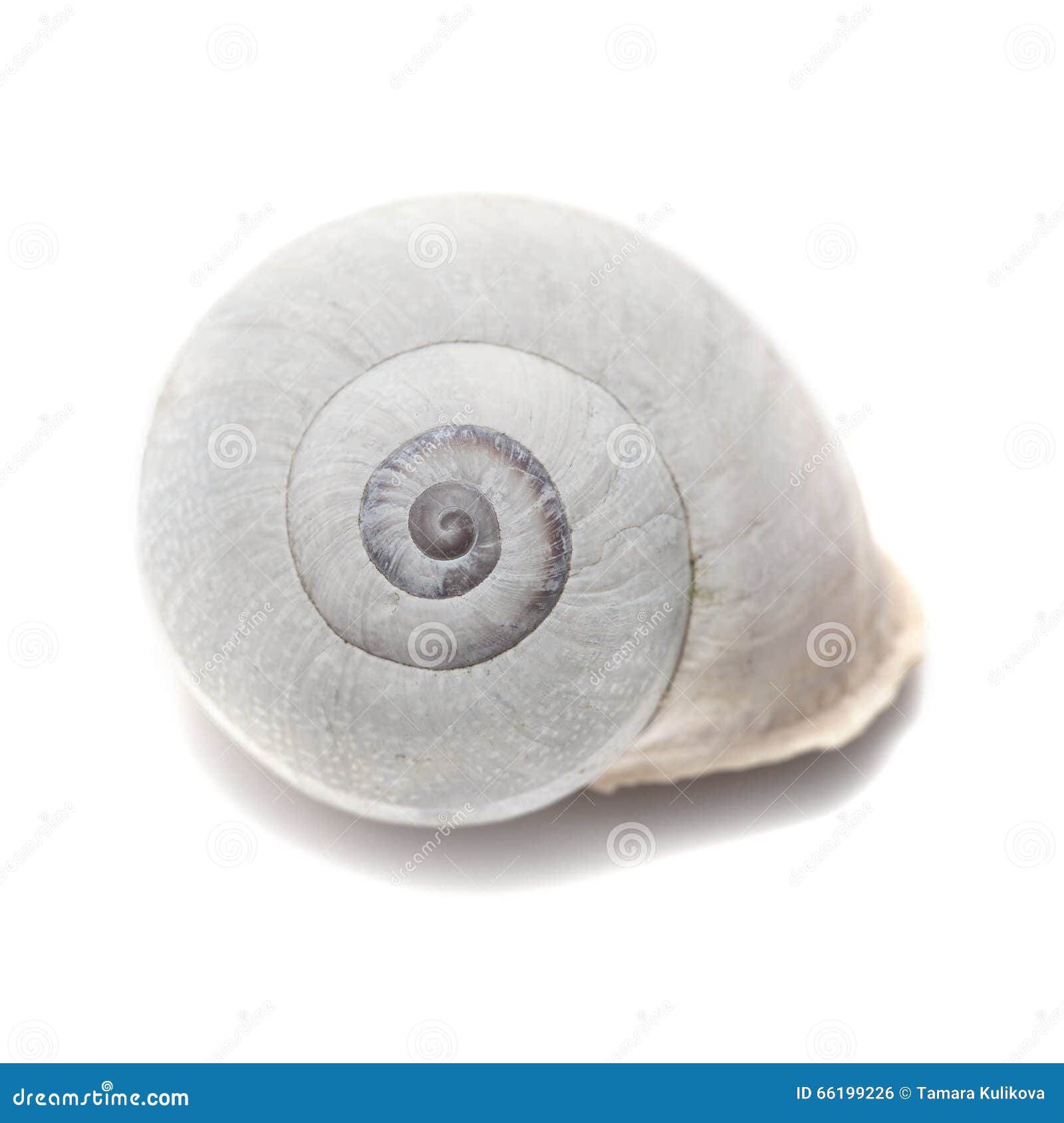 Shell Bleached By The Sun After Molting By Red Painted Ghost Crab On ...