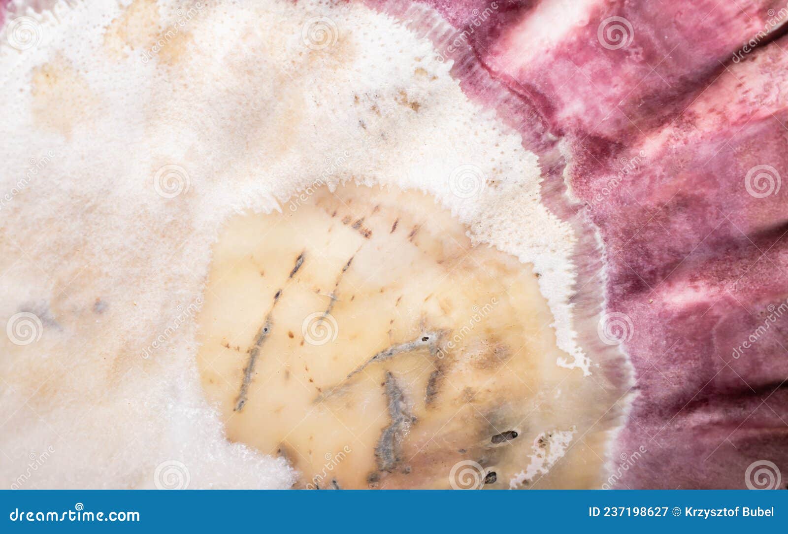 Sea Snail Shell with an Interesting Texture. Background Stock Image ...