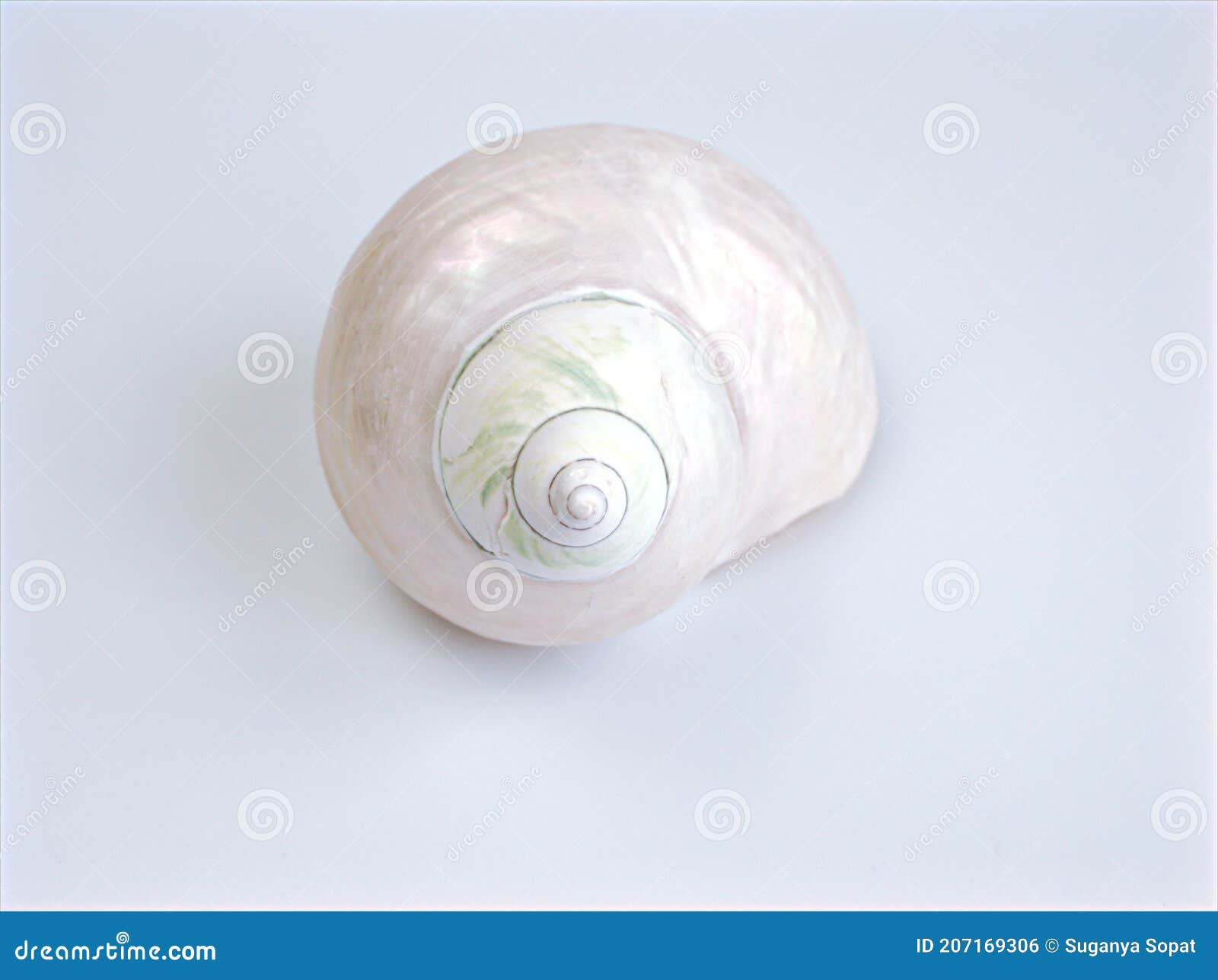 Clamshell Watercolor Stock Photos - Free & Royalty-Free Stock Photos ...