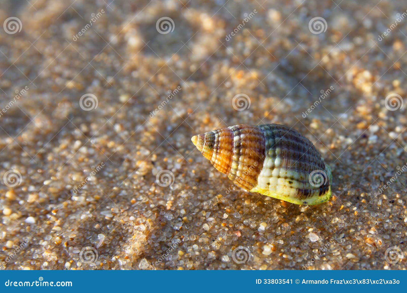 Sea snail shell stock image. Image of grain, snail, colorful - 33803541