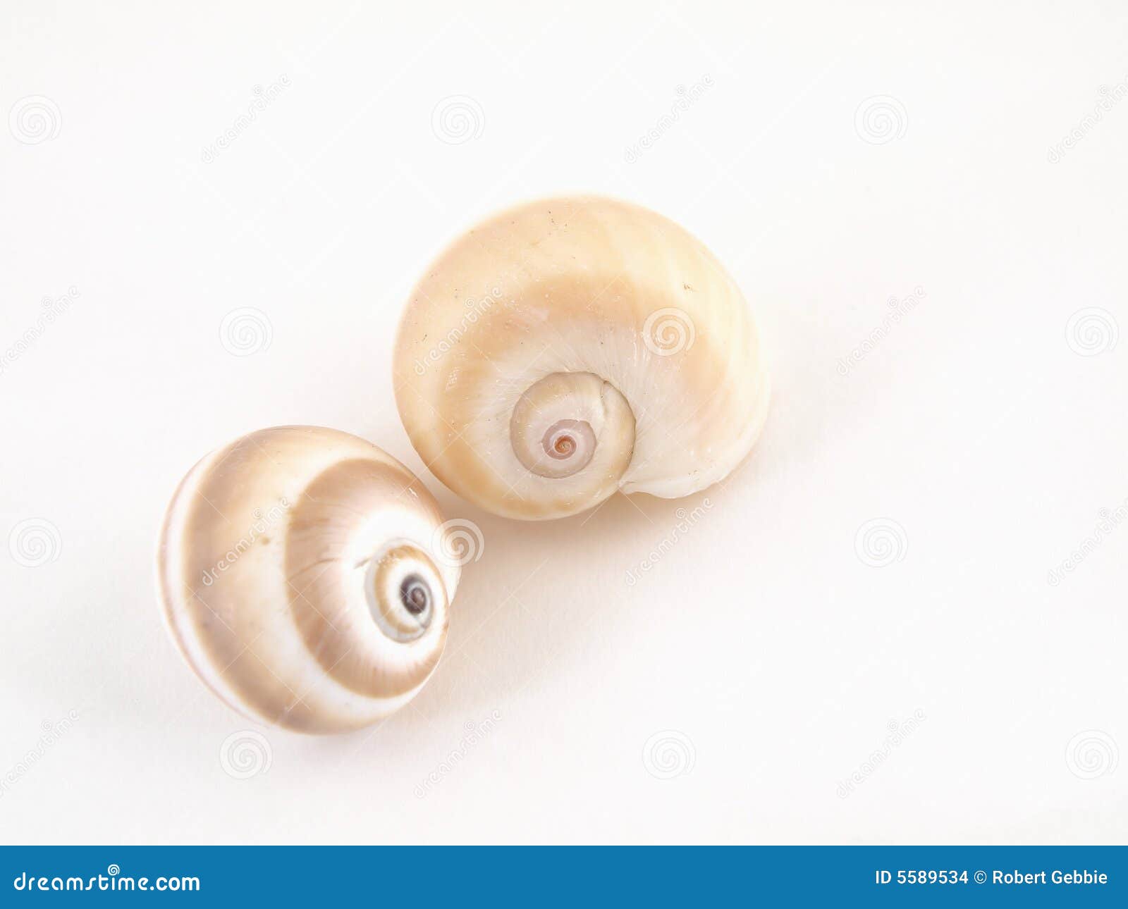 Sea Snail Shells stock photo. Image of collect, animal - 5589534