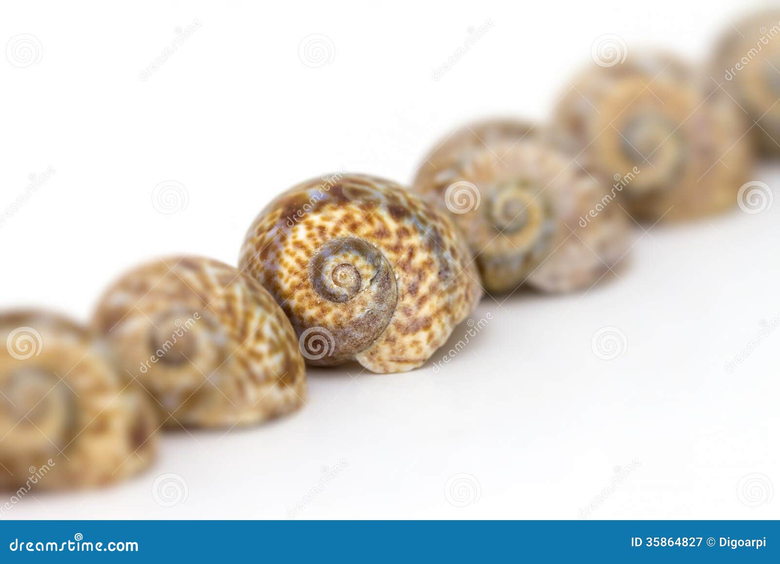 Sea snail shells stock image. Image of macro, mollusca - 35864827