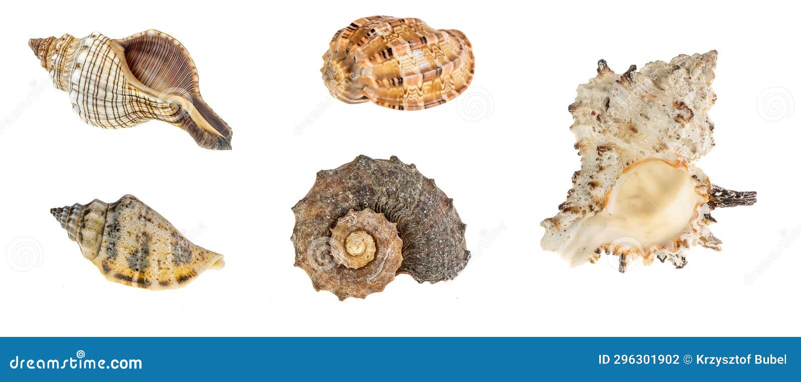 Sea Snail Shells on White Isolated Background Stock Photo - Image of ...