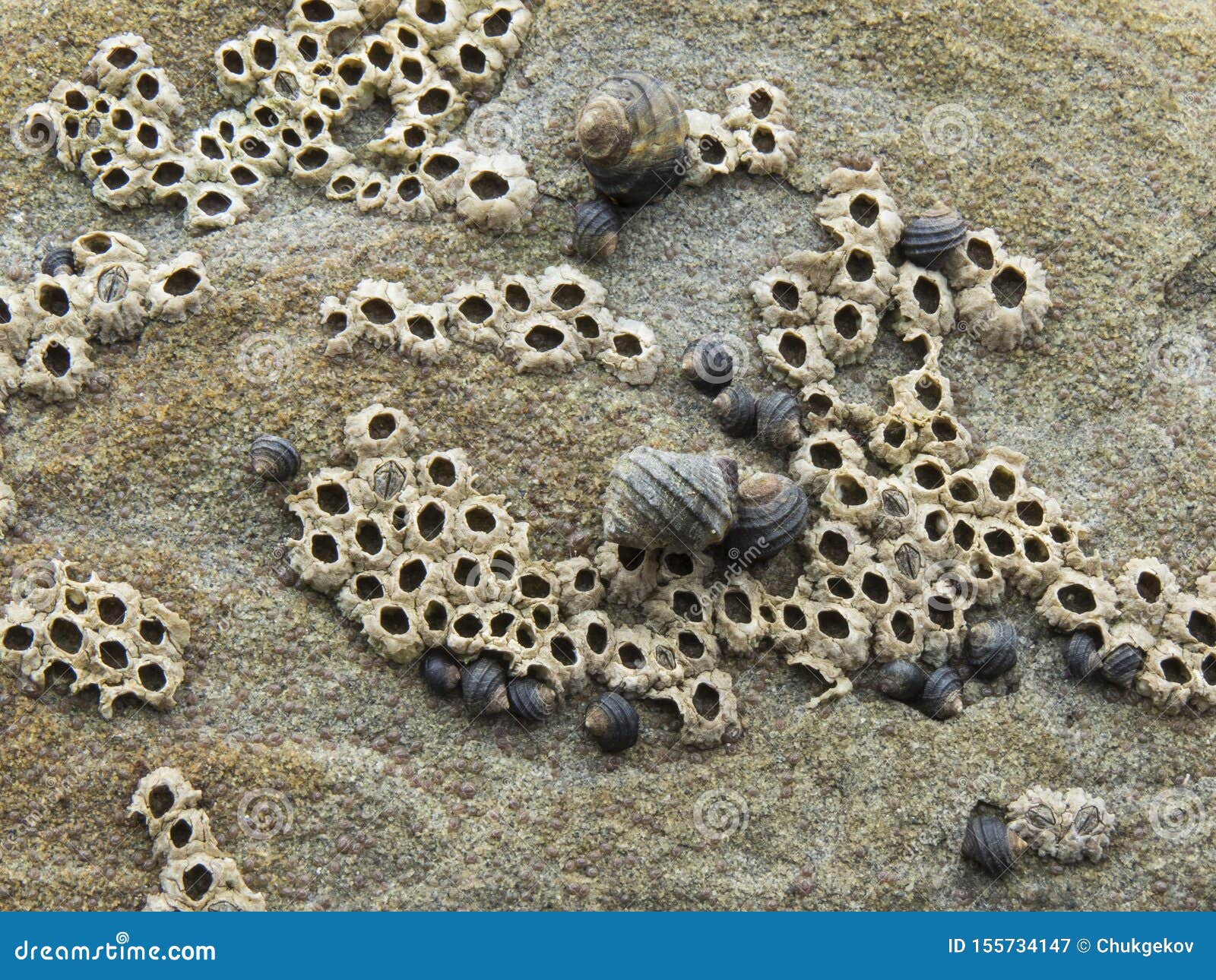 Sea snail on stone stock image. Image of dried, animal - 155734147