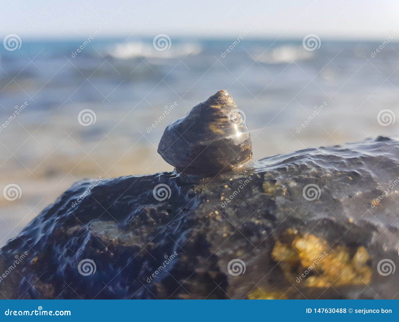 Sea Snail Supported on the Rock and Wet by the Sea Stock Photo - Image ...