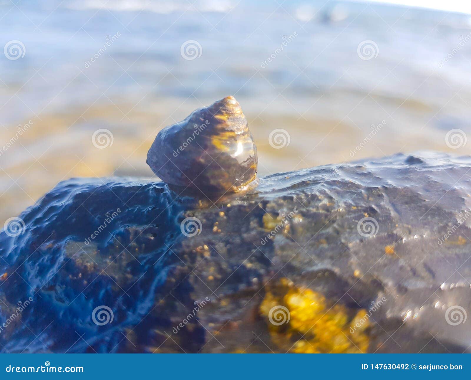 Sea Snail Supported on the Rock and Wet by the Sea Stock Photo - Image ...