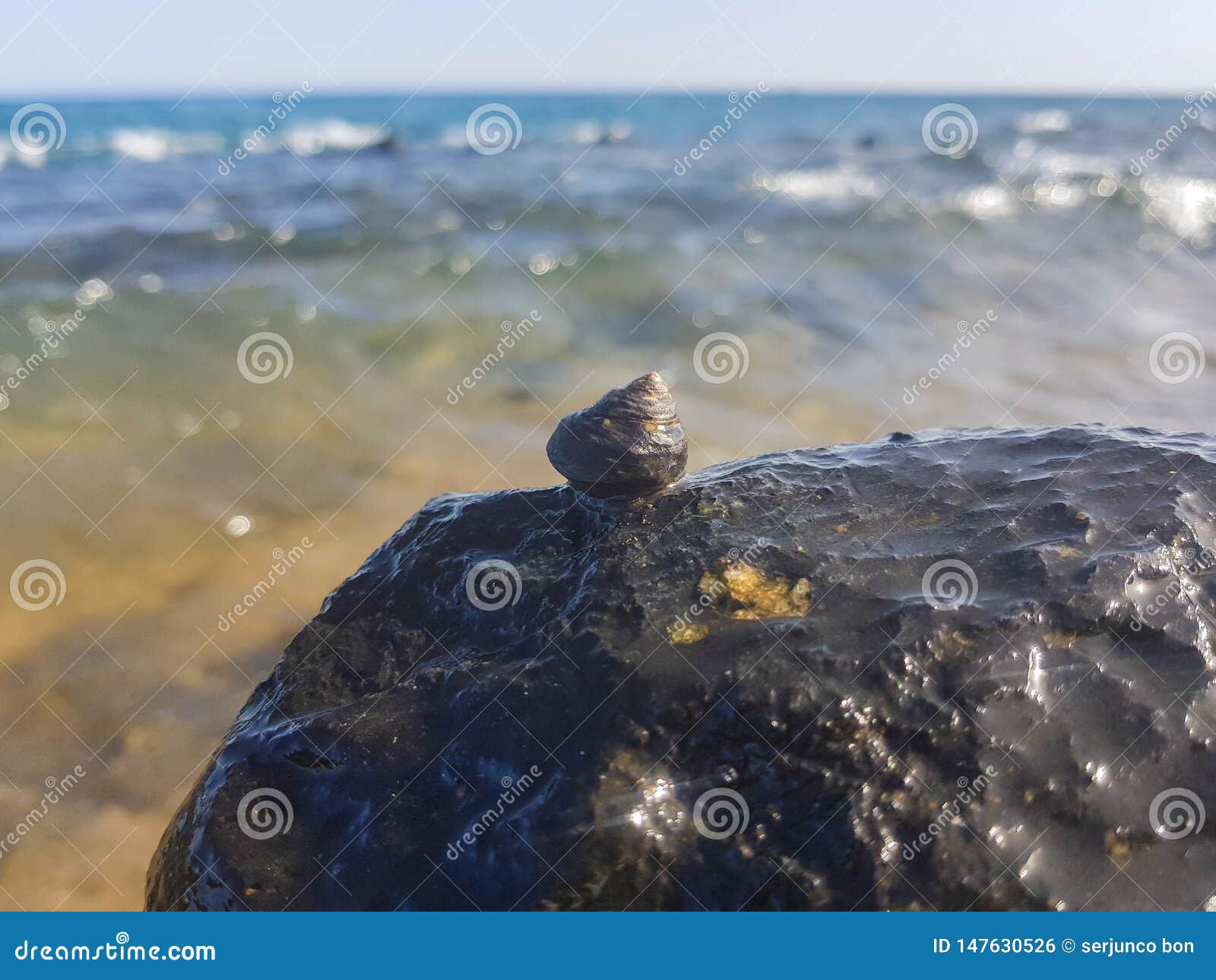 Sea Snail Supported on the Rock and Wet by the Sea Stock Photo - Image ...